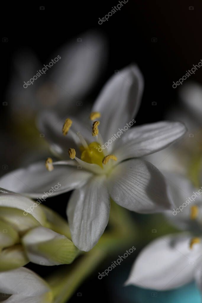 Flor estrella blanca florecimiento primer plano fondo botánico ...