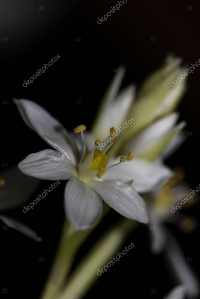 Flor estrella blanca florecimiento primer plano fondo botánico ...