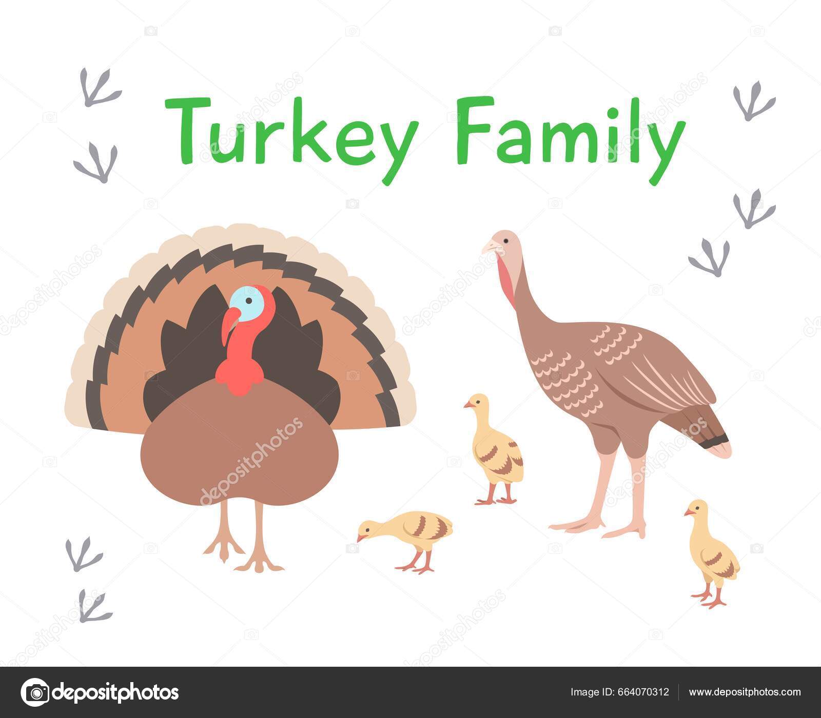 Turkey Family Clipart