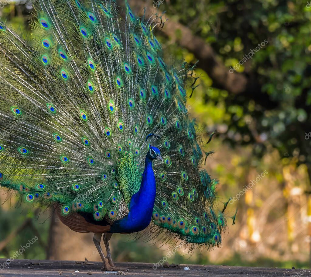 Pavo real o macho Peafowl bailando durante el cortejo y mostrando hermosos colores en la ...