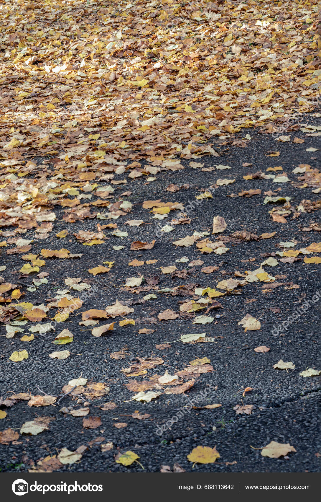 Yellow Brown Foliage Leaf Fall Ground Park Autumn Season Natural ...