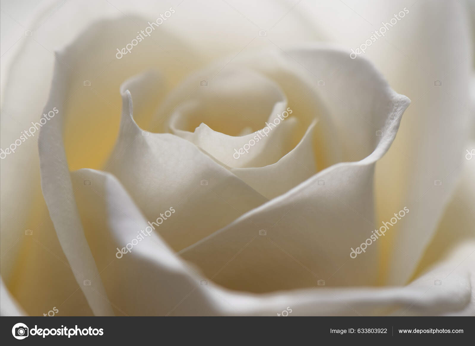 Beautiful White Rose Macro Photography — Stock Photo © Su.Foto #633803922