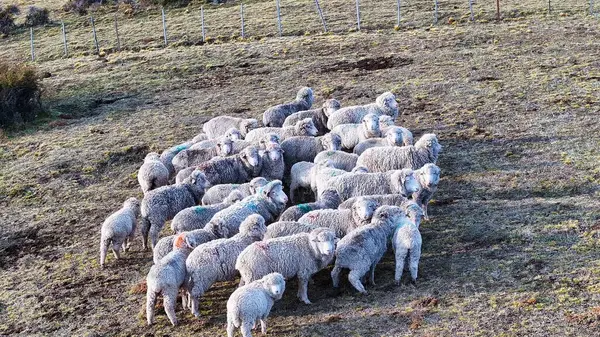 Sheep in fence Stock Photos, Royalty Free Sheep in fence Images ...