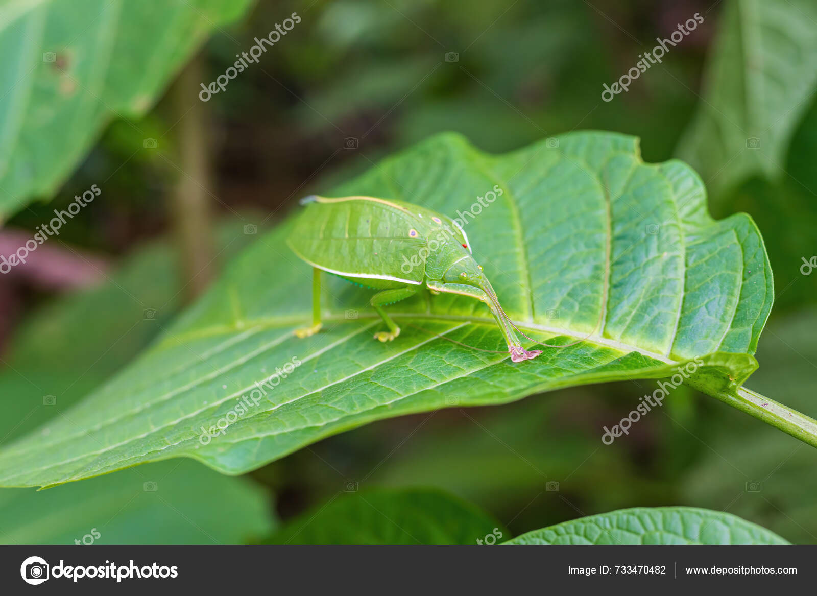 Close Pseudophyllus Titan Giant Leaf Katydid Green Leaf Animal Life ...