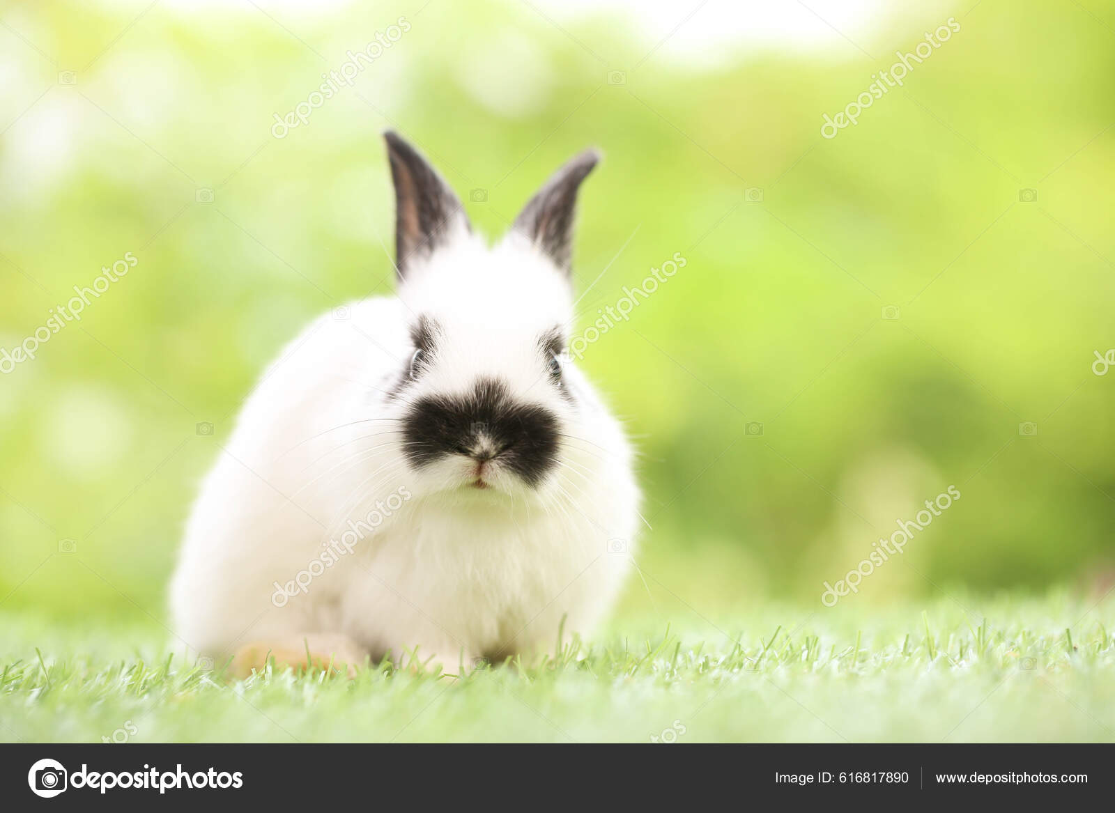 Dwarf Rabbit In A Garden