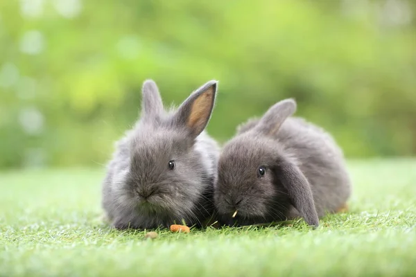 Backyard rabbits Stock Photos, Royalty Free Backyard rabbits Images ...