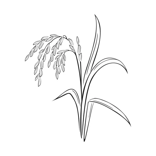 100,000 Rice husk drawing Vector Images | Depositphotos