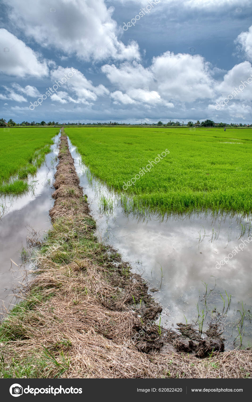 Wet Paddy Field Farm Scene Rain Stock Photo by ©sweemingyoung 620822420