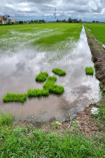 Wet Paddy Field Farm Scene Rain Stock Photo by ©sweemingyoung 620822420