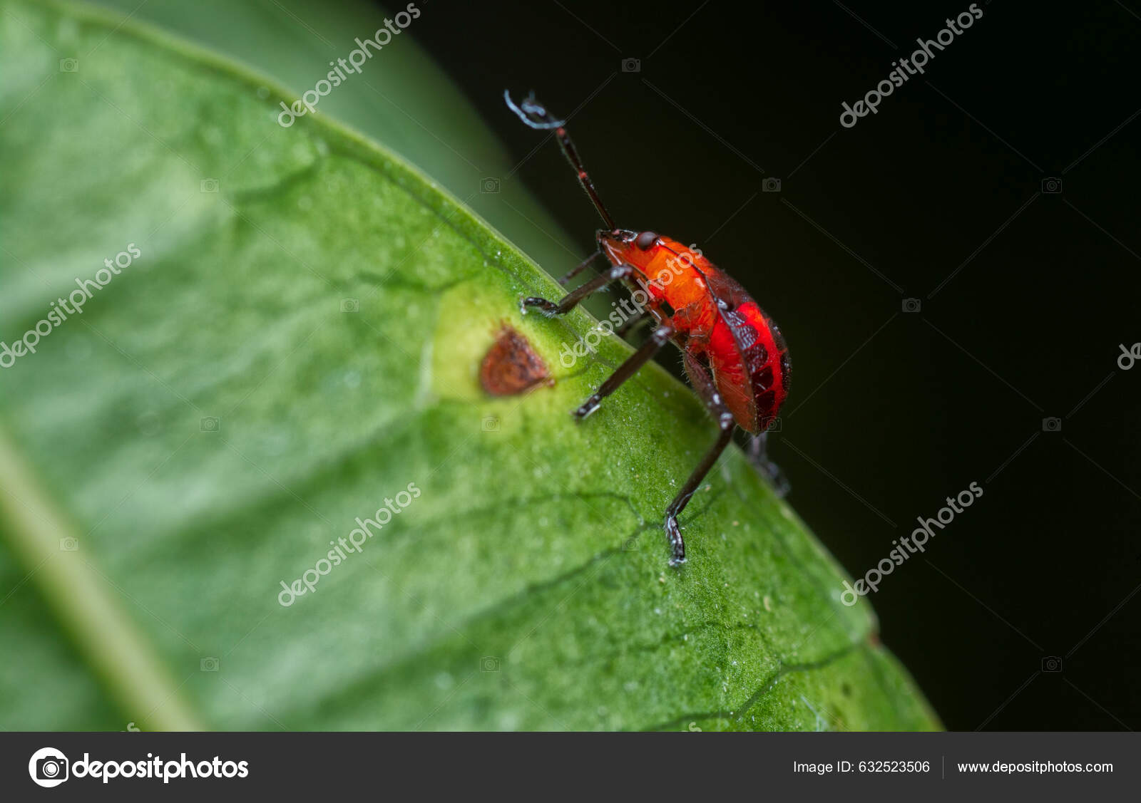 Close Tiny Red Eocanthecona Furcellata Nymphs — Stock Photo ...