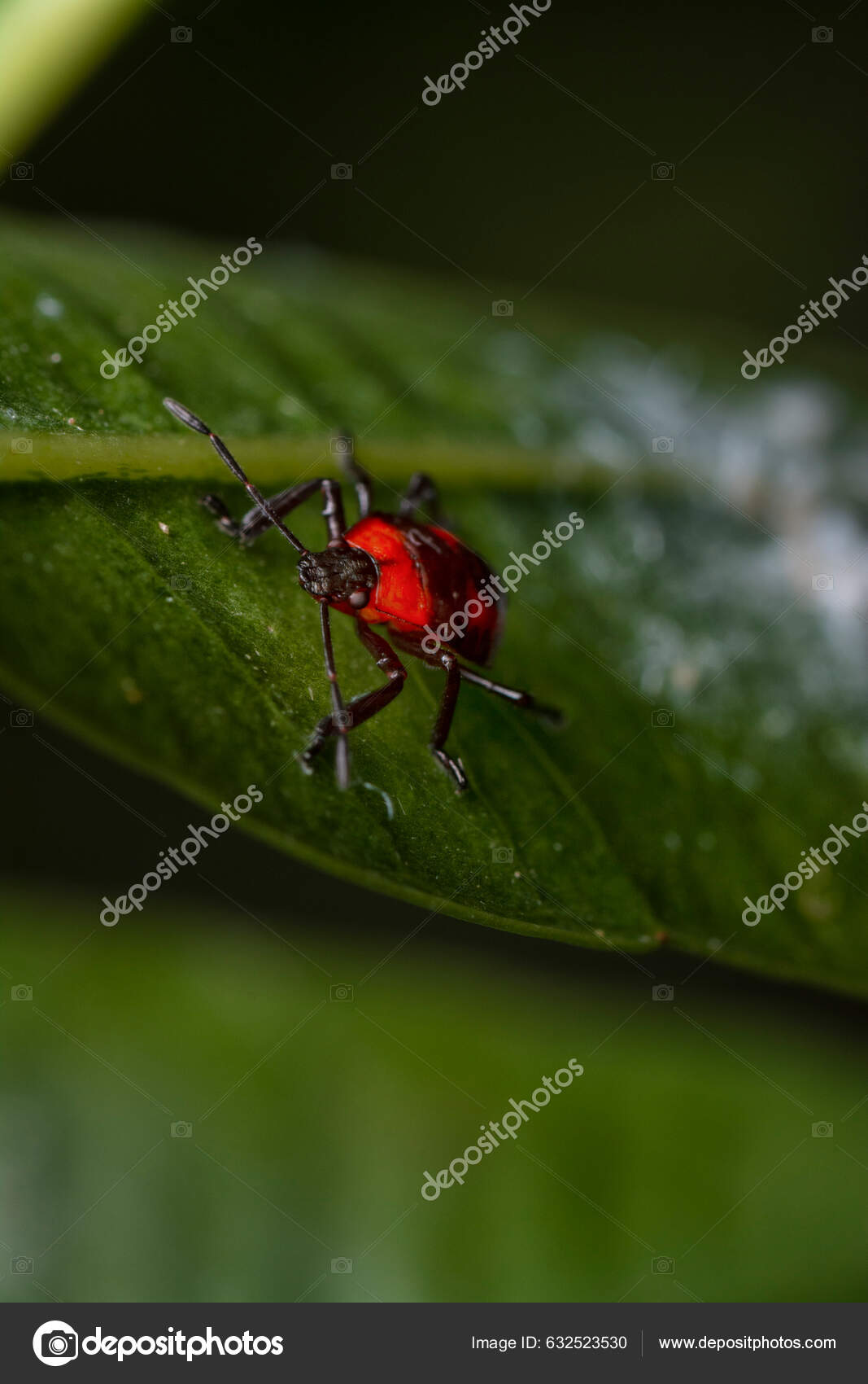 Close Tiny Red Eocanthecona Furcellata Nymphs — Stock Photo ...