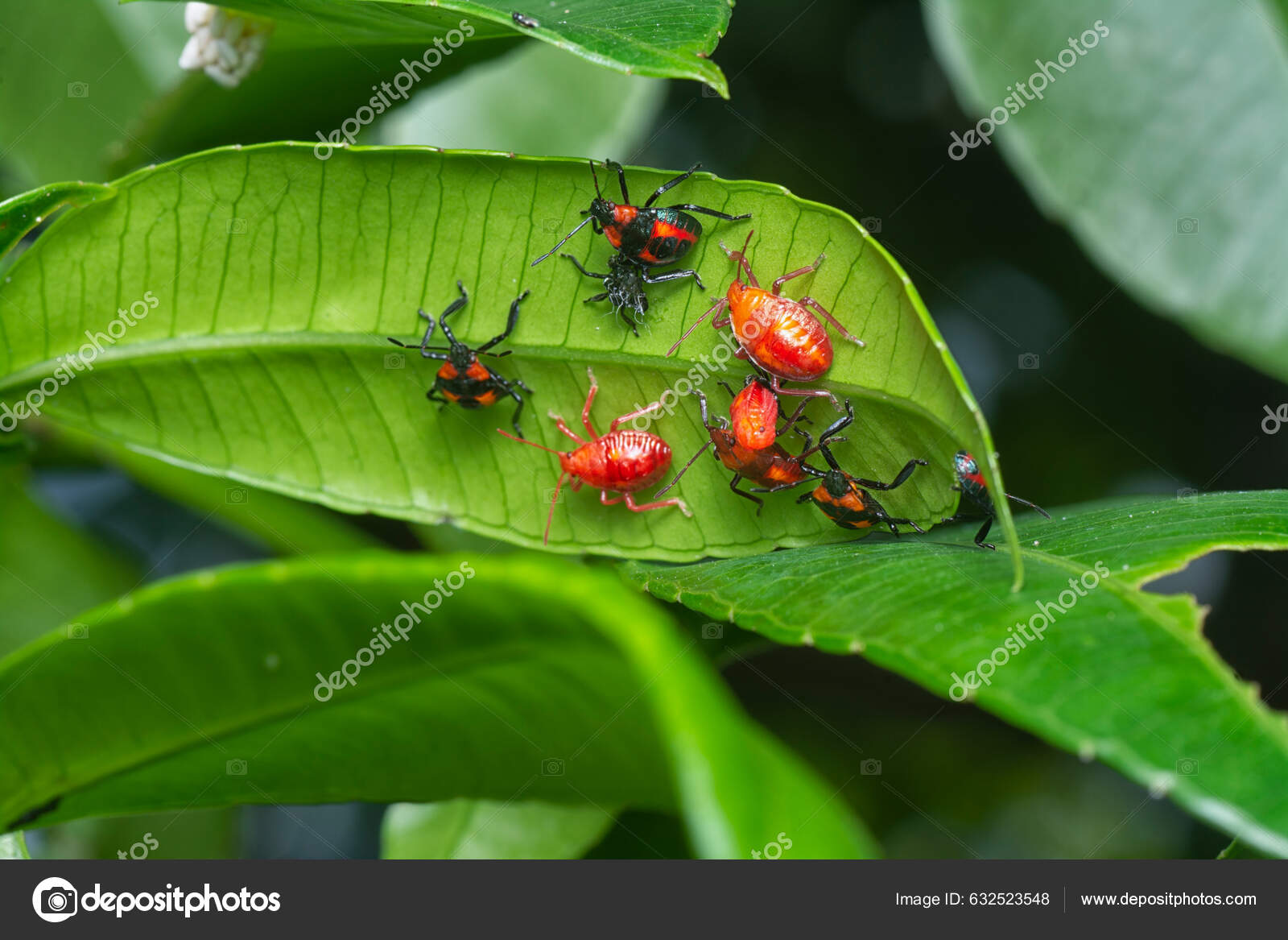 Close Tiny Red Eocanthecona Furcellata Nymphs — Stock Photo ...