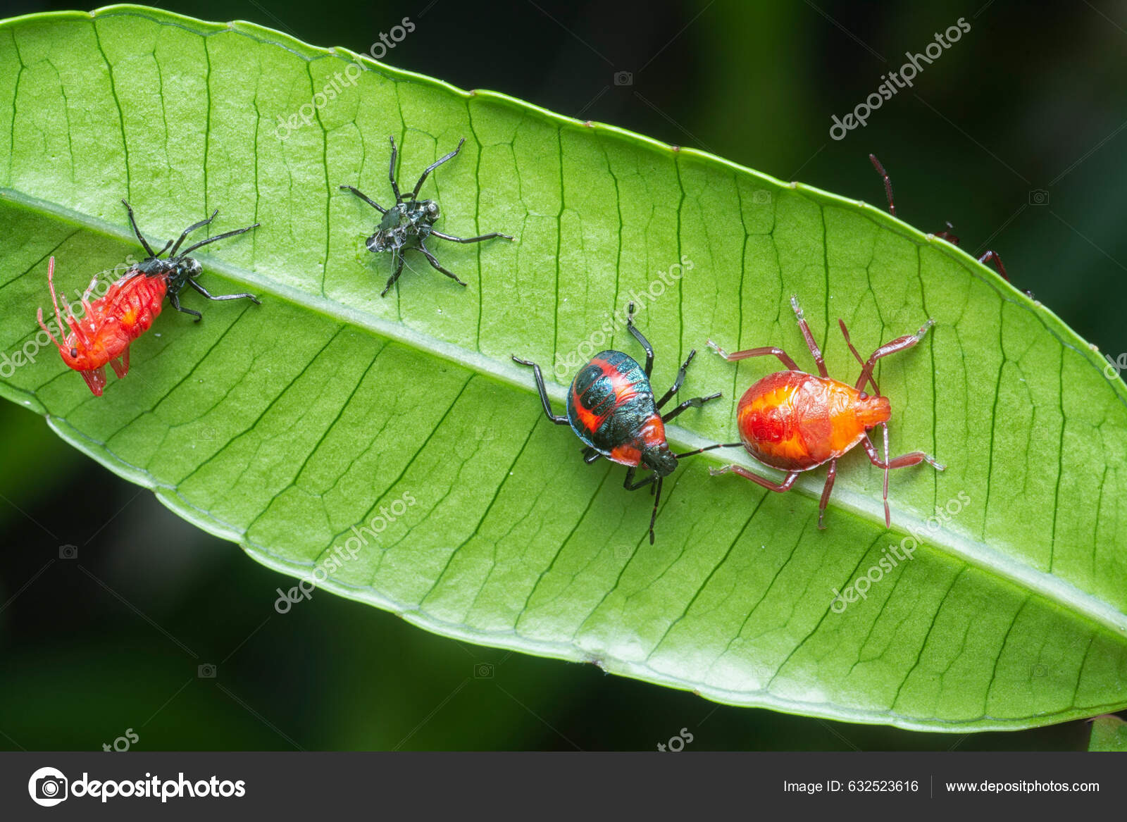 Close Tiny Red Eocanthecona Furcellata Nymphs — Stock Photo ...