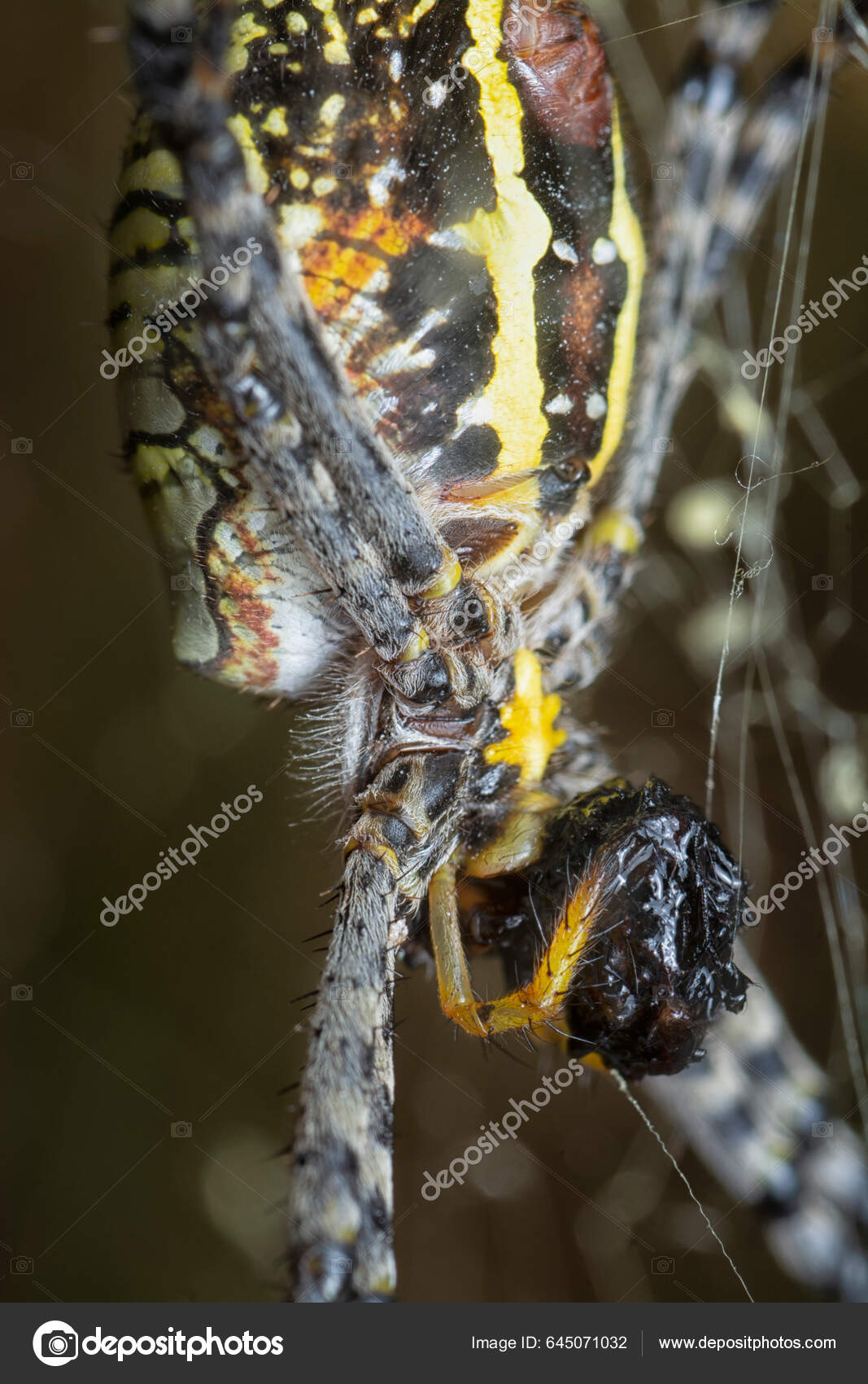 Yellow Garden Spider Egg Sac Hanging Web — Stock Photo © sweemingyoung ...