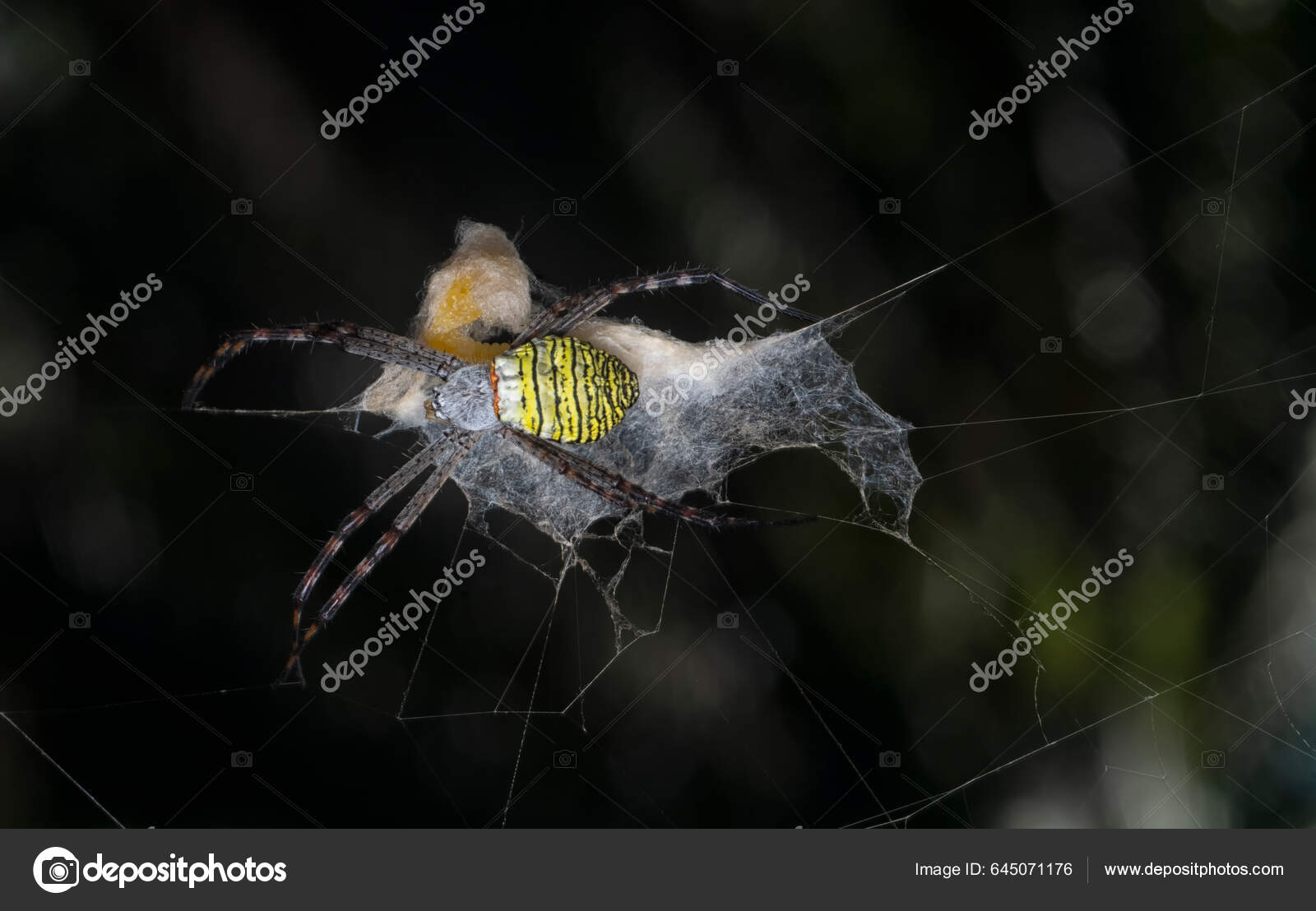 Yellow Garden Spider Egg Sac | Fasci Garden