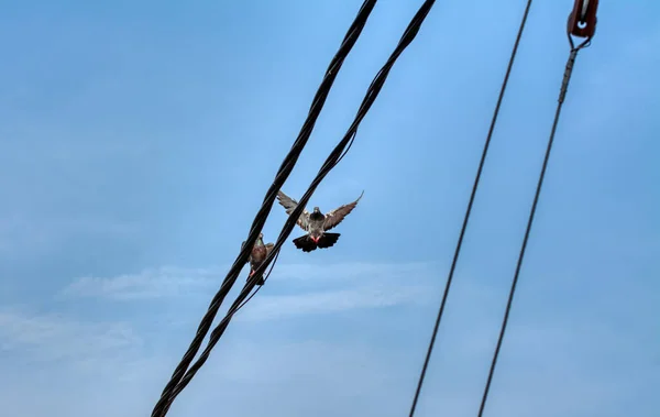 Pole with a rope Stock Photos, Royalty Free Pole with a rope Images ...