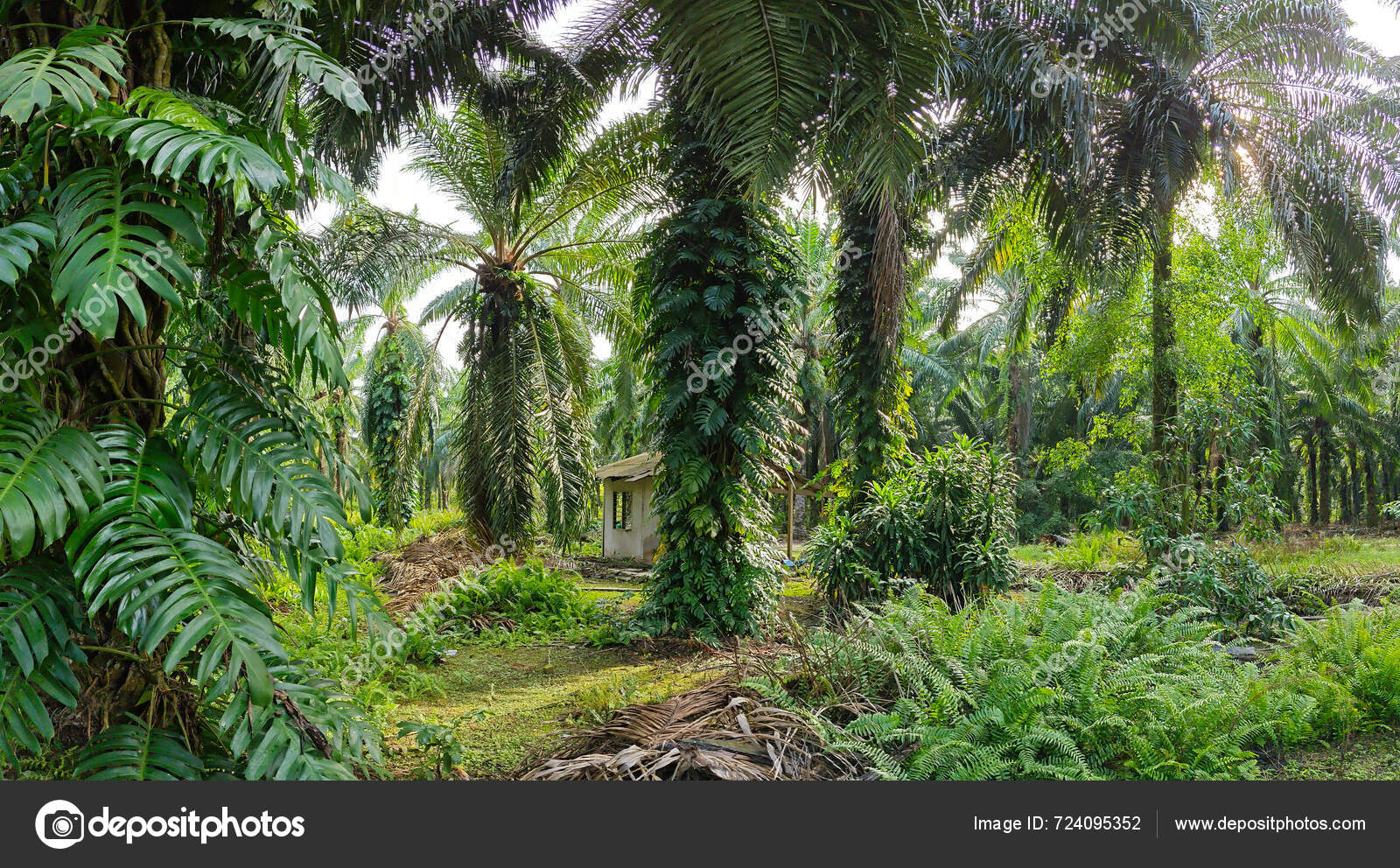 Wide Panoramic Landscape Scene Bushy Leafy Wild Monstera Deliciosa ...
