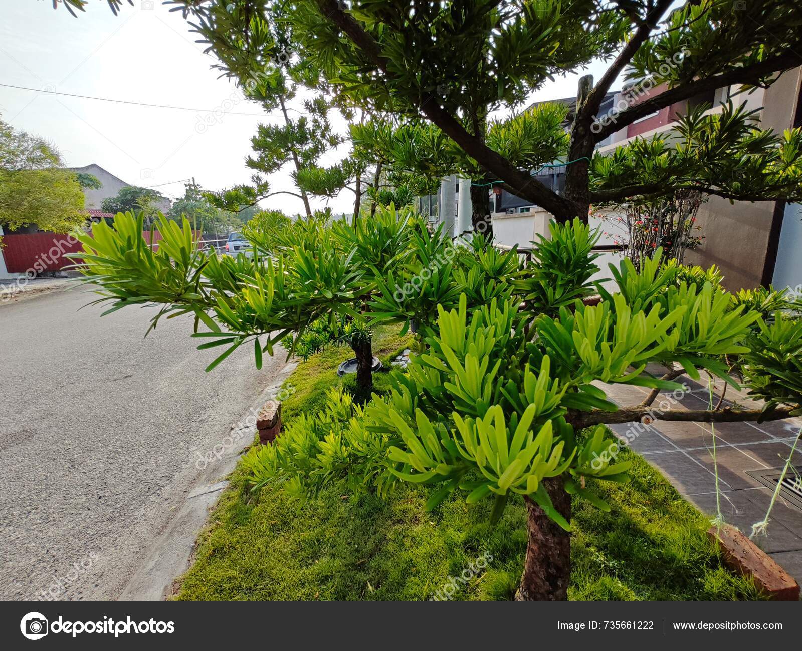 Beautiful Leafy Cluster Buddhist Pine Leaves — Stock Photo ...