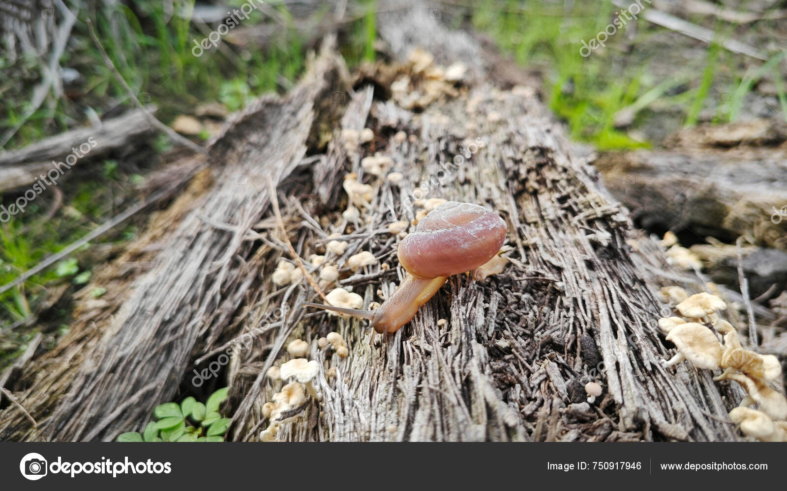 Wild Rotund Disc Snail Crawling Decay Trunk Tiny Sprouting Fungi ...