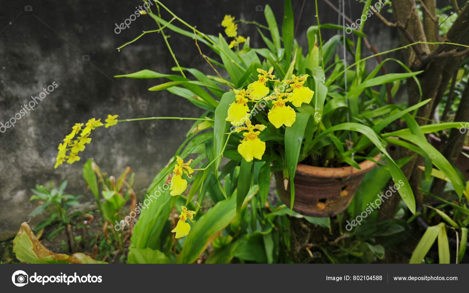Une Casserole D'orchidée Jaune Oncidium Altissimum Suspendue Dans ...