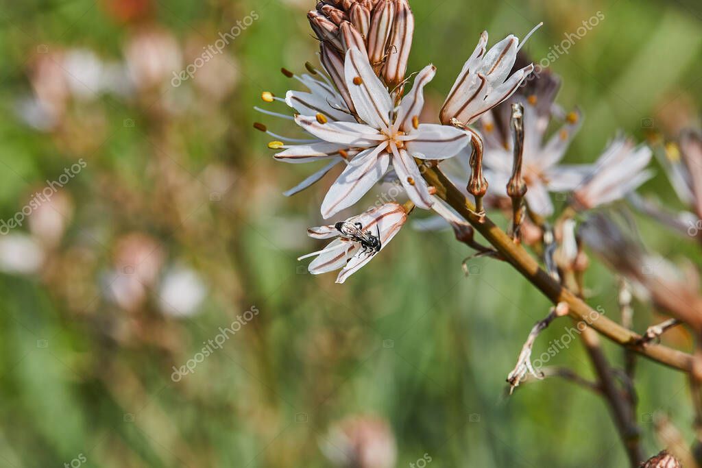 Asphodel ramificado: Una especie de asphodel también conocido como ...