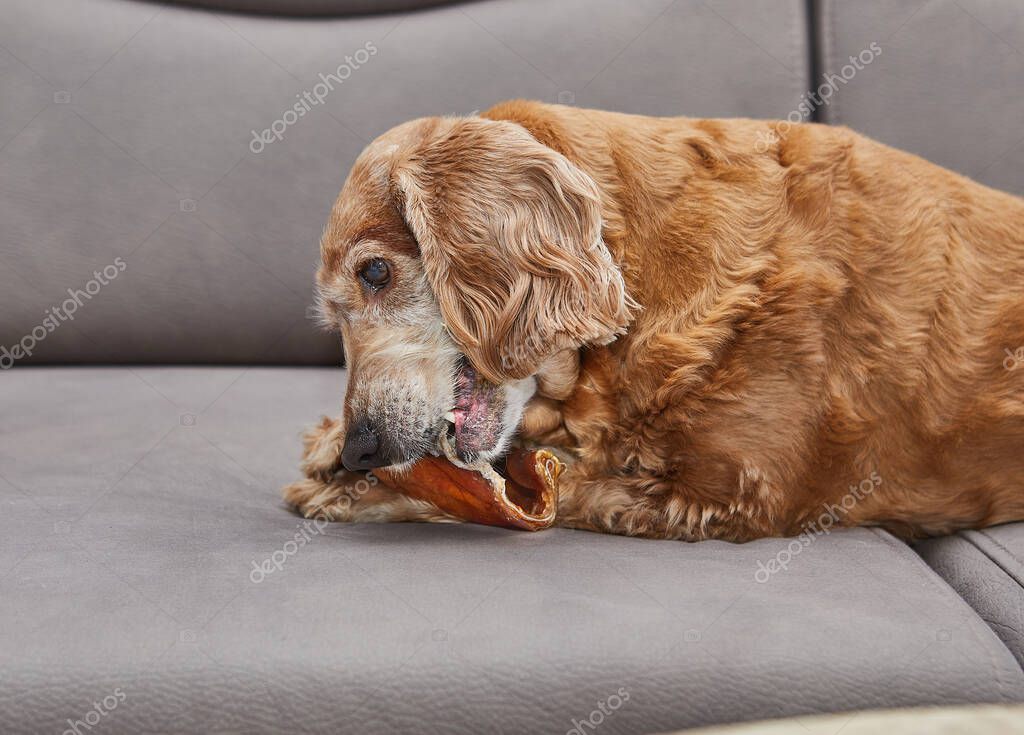 Un perro inglés Cocker Spaniel se encuentra en un sofá gris, masticando ...