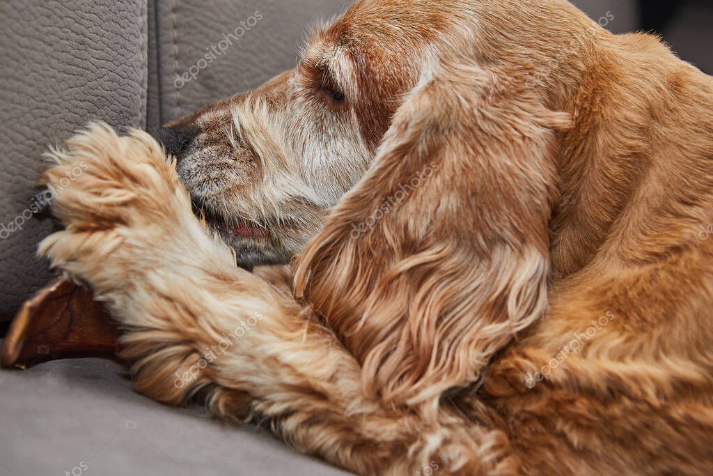 Un perro inglés Cocker Spaniel se encuentra en un sofá gris, masticando ...