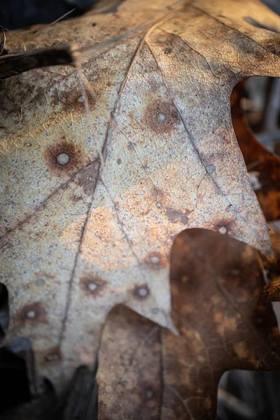 Dry fallen oak leaf with round spots on the ground on bight day fall ...