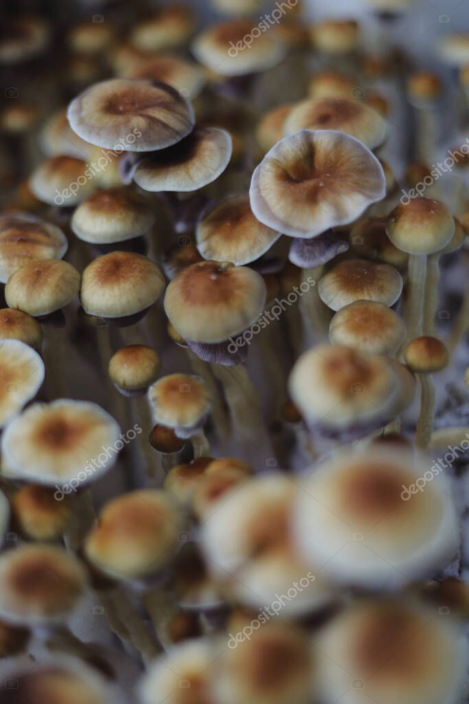 Microcultivo de hongos Psilocybe Cubensis. Micelio de psilocibina ...