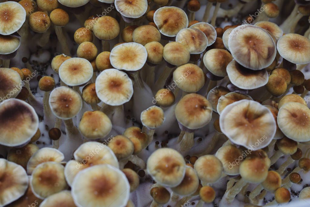 Microcultivo de hongos Psilocybe Cubensis. Micelio de psilocibina ...