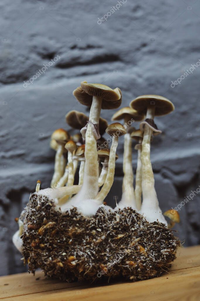 Microcultivo de hongos Psilocybe Cubensis. Micelio de psilocibina ...