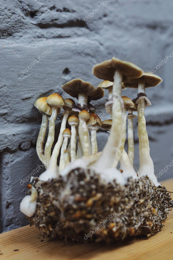 Microcultivo de hongos Psilocybe Cubensis. Micelio de psilocibina ...