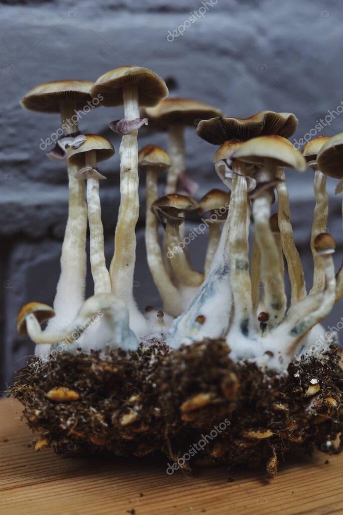 Microcultivo de hongos Psilocybe Cubensis. Micelio de psilocibina ...