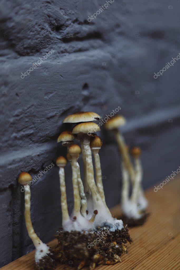 Microcultivo de hongos Psilocybe Cubensis. Micelio de psilocibina ...