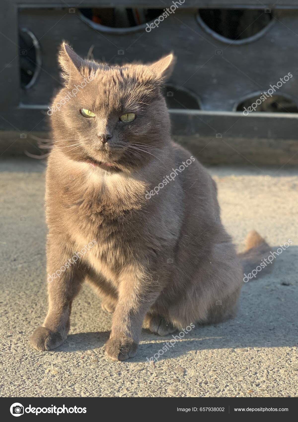 Fat Red Cat Sits Looks Lazy Cat Collar Street Pet — Stock Photo ...