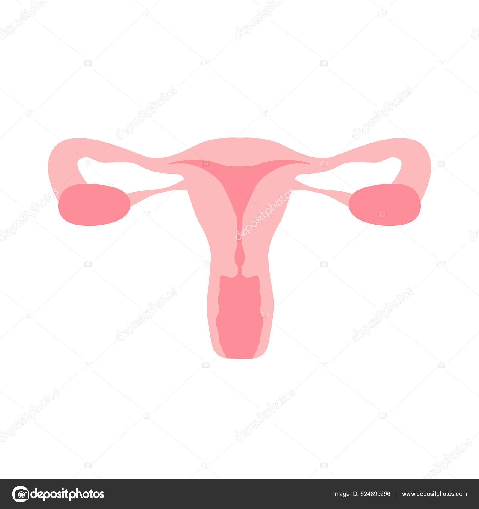 Female Reproductive System Uterus Organs Organs Location Scheme Cervix ... Female Reproductive System Uterus Organs Organs Location Scheme Cervix ...