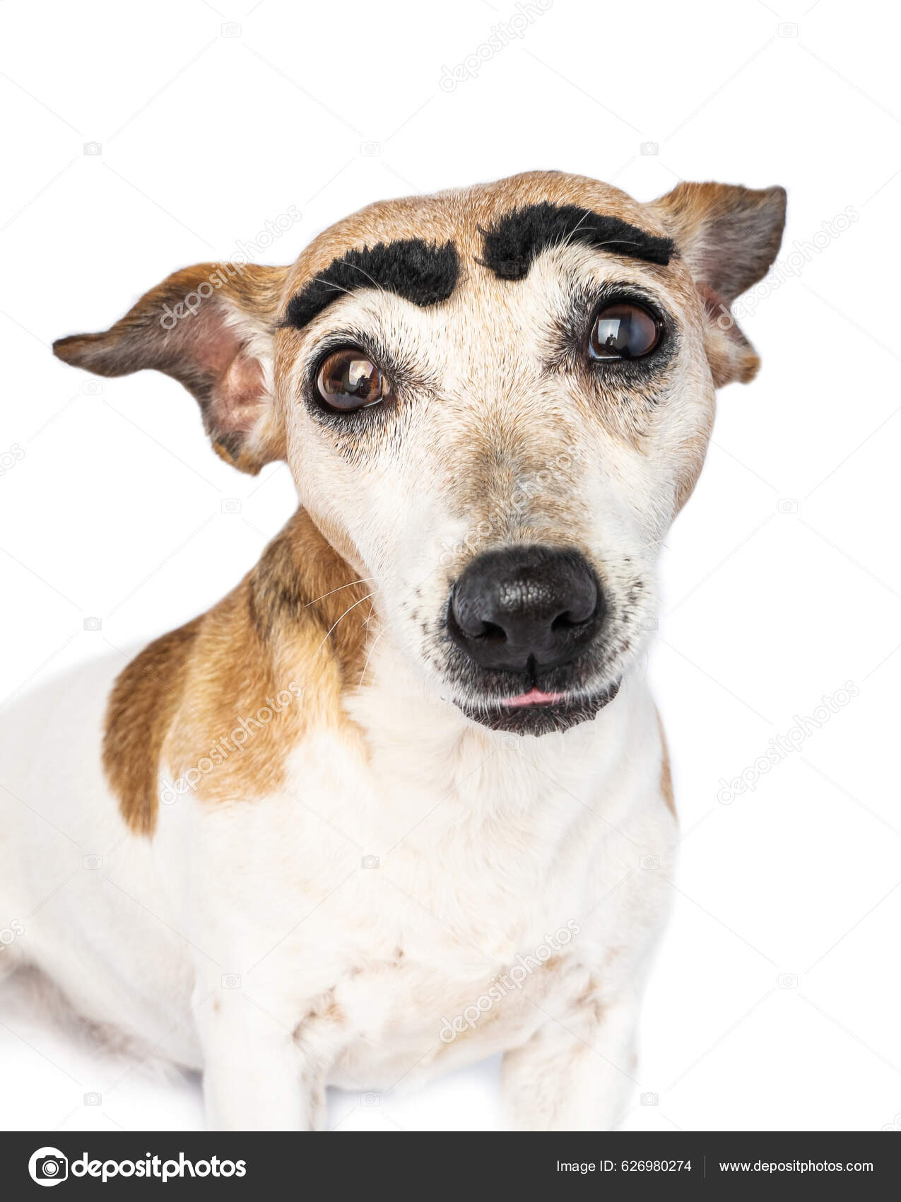 Cara Perro Adorable Tonta Cerca Retrato Con Grandes Cejas Negras — Foto ...