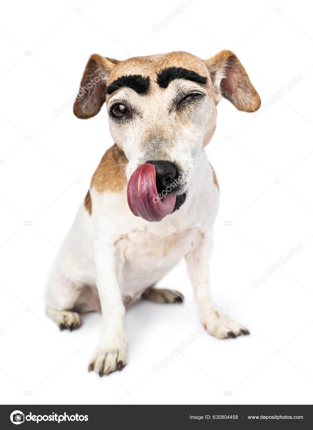 Meme Cucciolo Eccitato