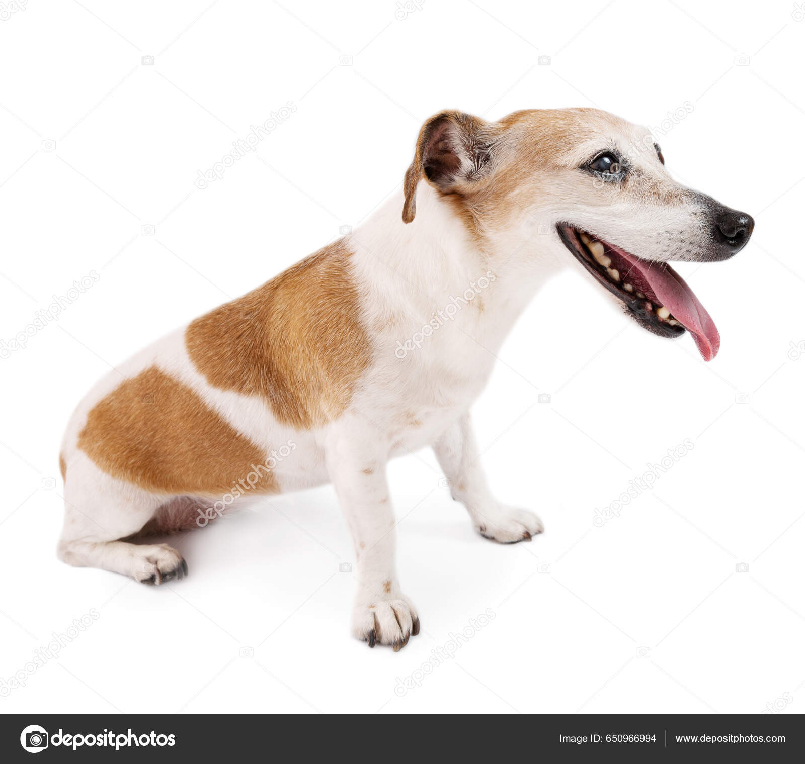 Dog Sitting Down Side View