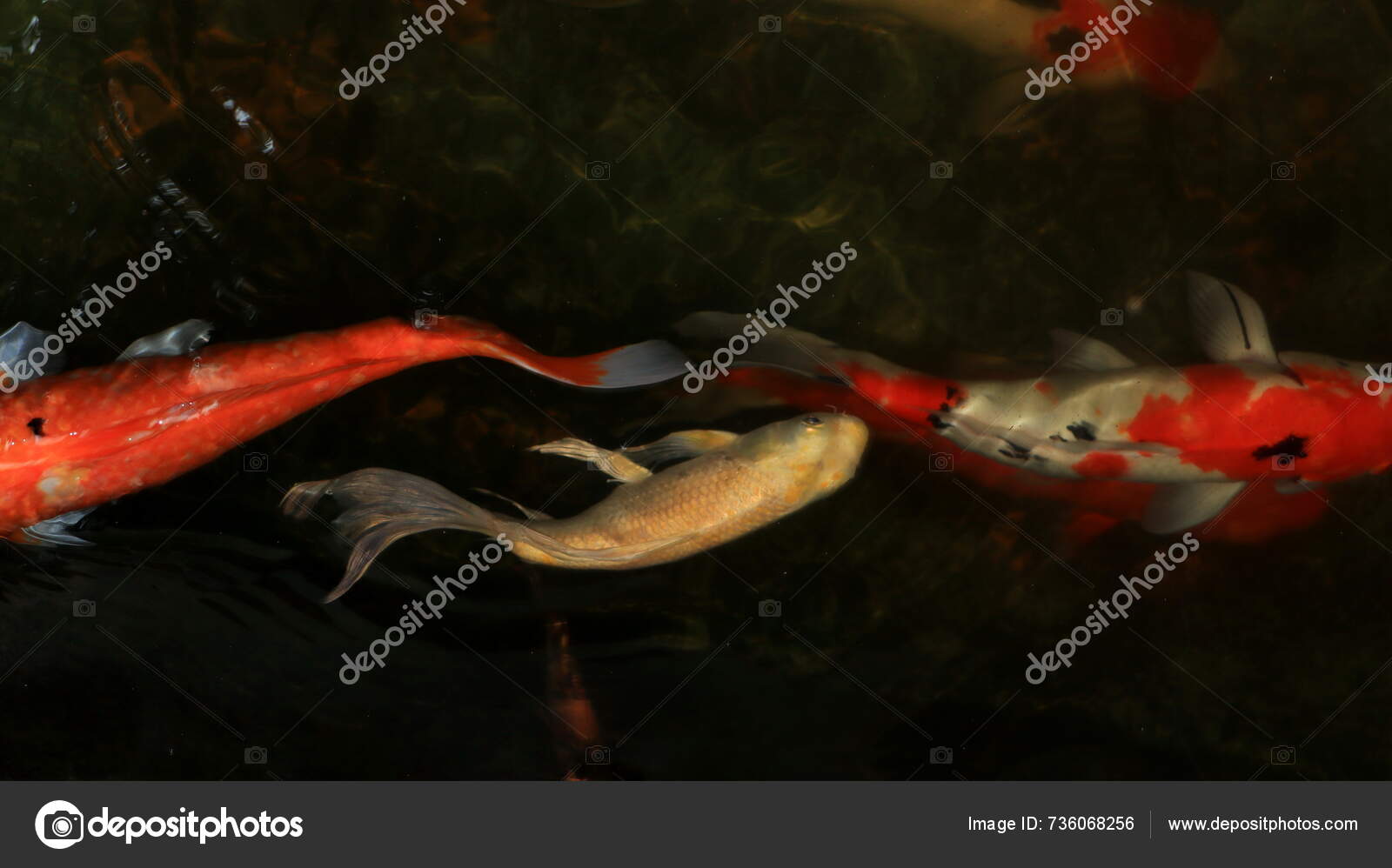 Overhead View Koi Carps Swimming Pond Koi Fish Carp Fish — Stock Photo ...