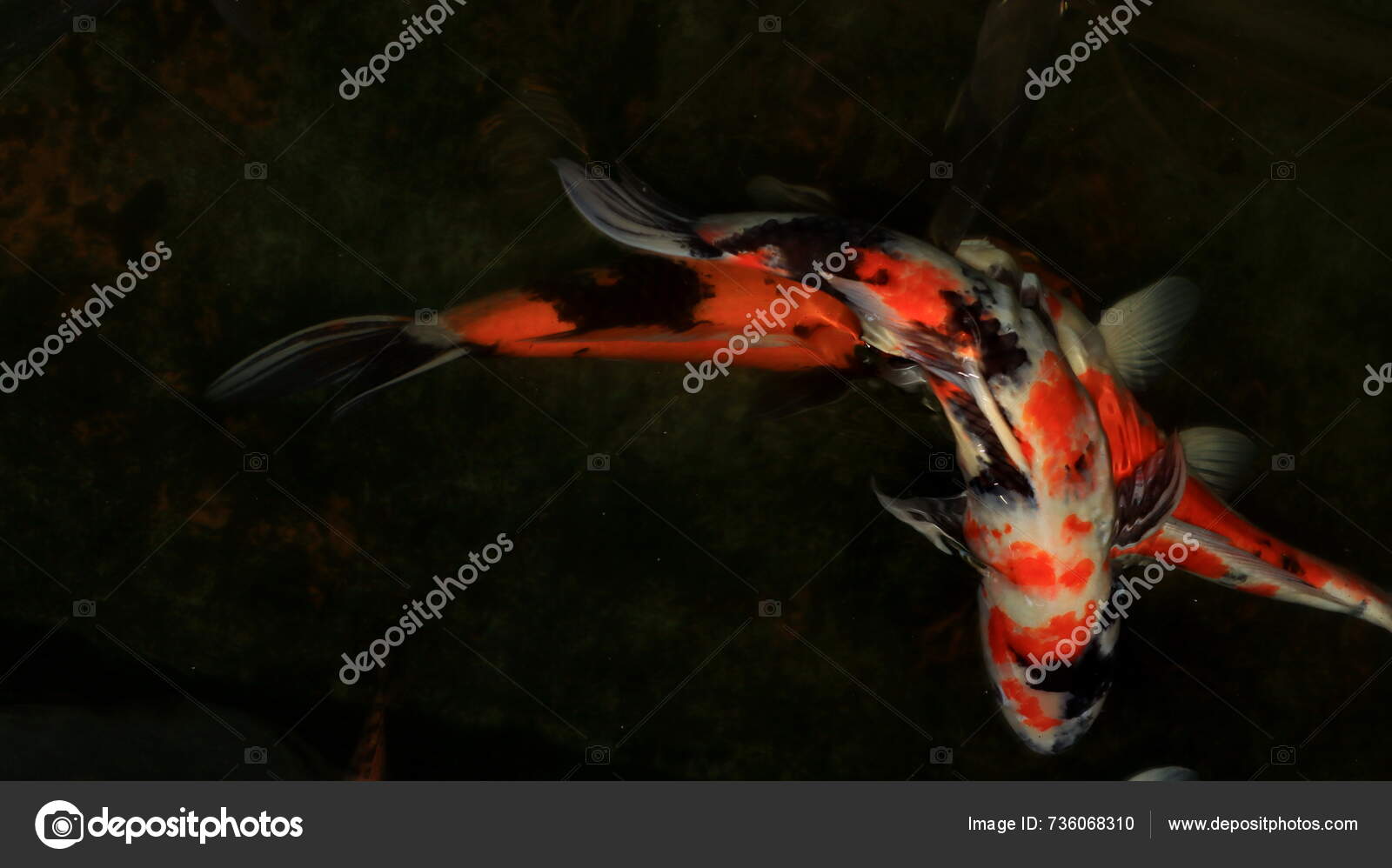 Overhead View Koi Carps Swimming Pond Koi Fish Carp Fish — Stock Photo ...