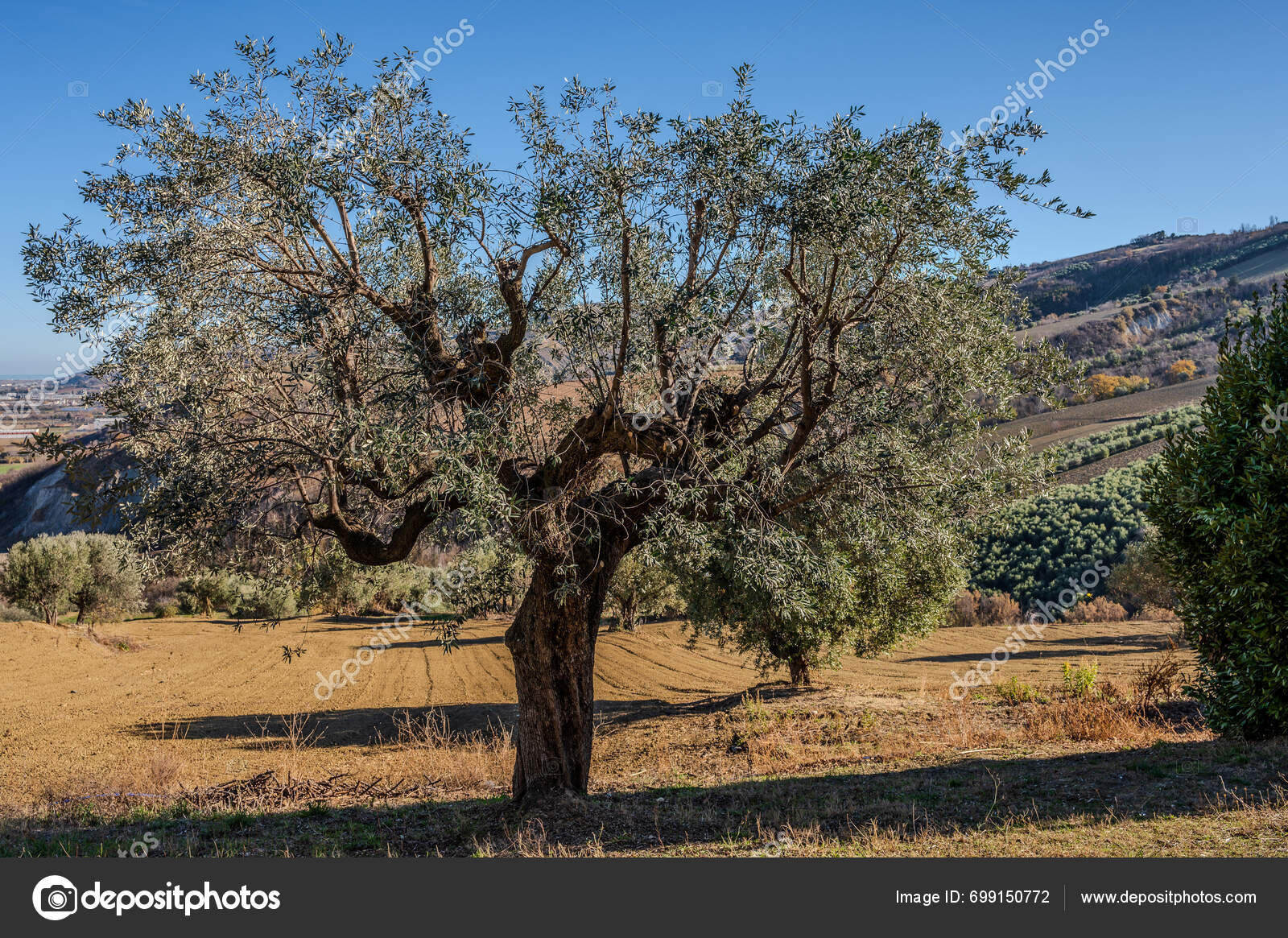 Olive Olive Olive Tree Fruit Tree Presumed Originate Asia Minor — Stock ...