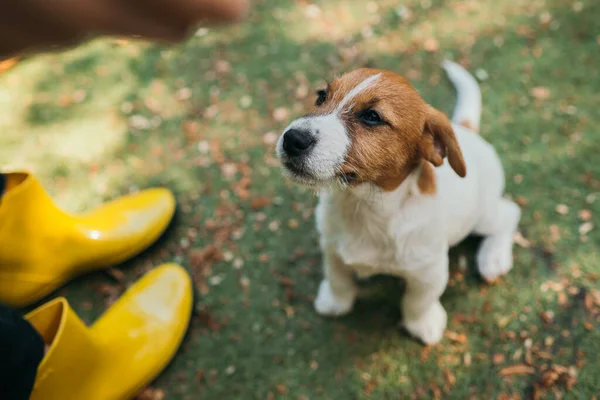 Cute little purebred Parson Jack Russell Terrier dog begging for food ...