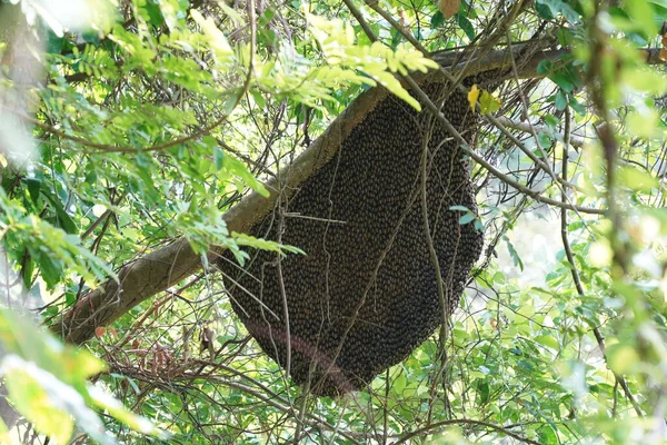 Beehive In Tree