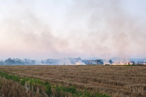Cane fire Stock Photos, Royalty Free Cane fire Images | Depositphotos