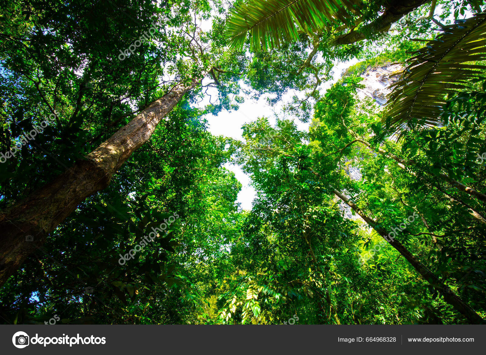 Tropical Rainforest Sunset Background
