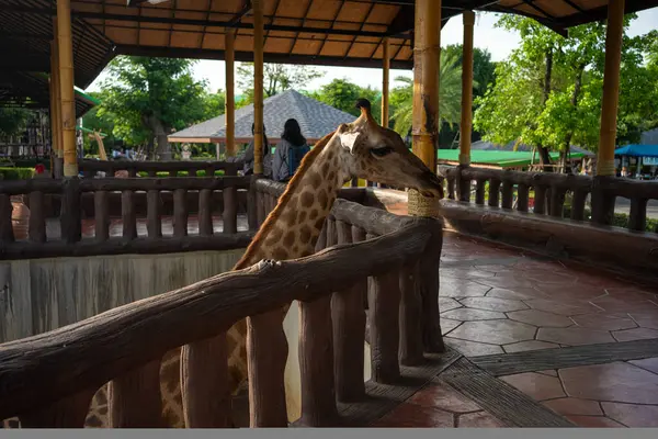 Denah lembang park zoo images libres de droit, photos de Denah lembang ...