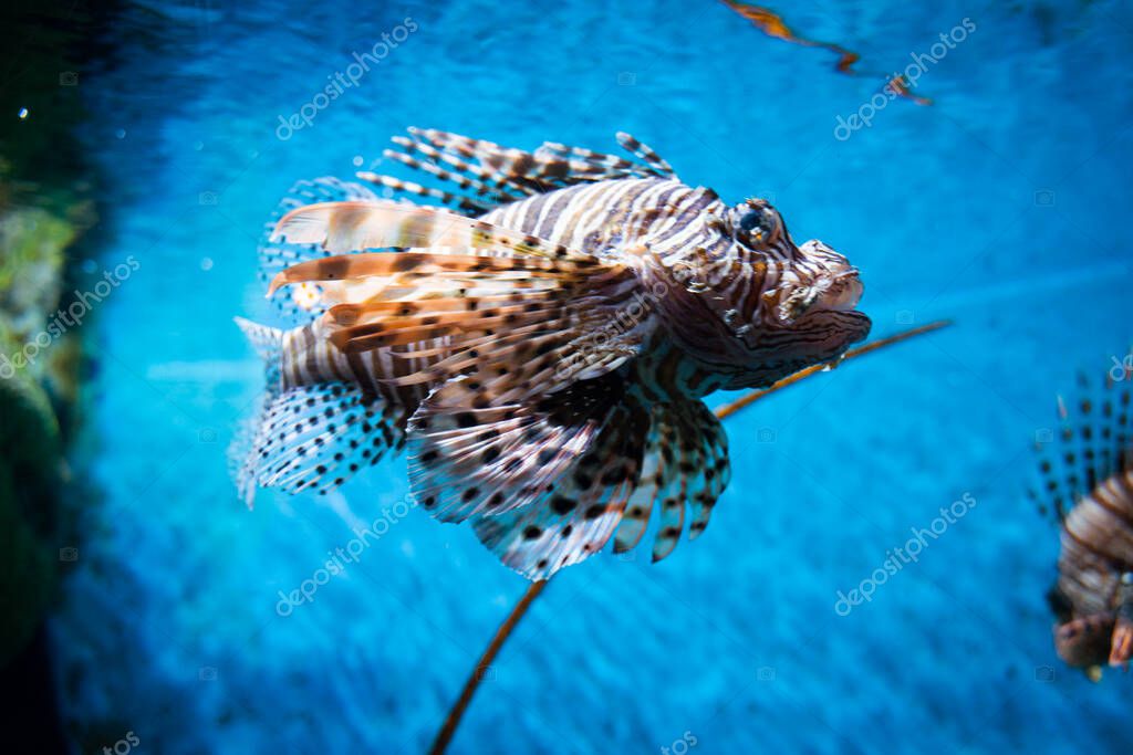 Colorido de Pez León Común (Pez Pavo, Pez León Rojo) Pterois volitans ...