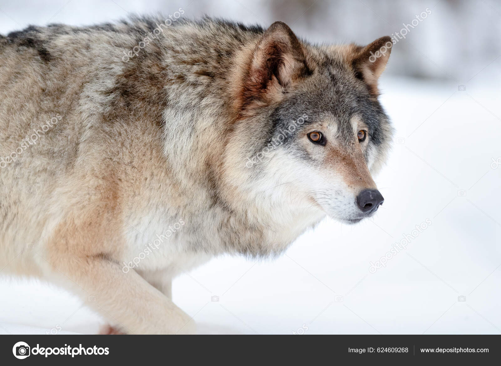 Wolf Walking Away Drawing