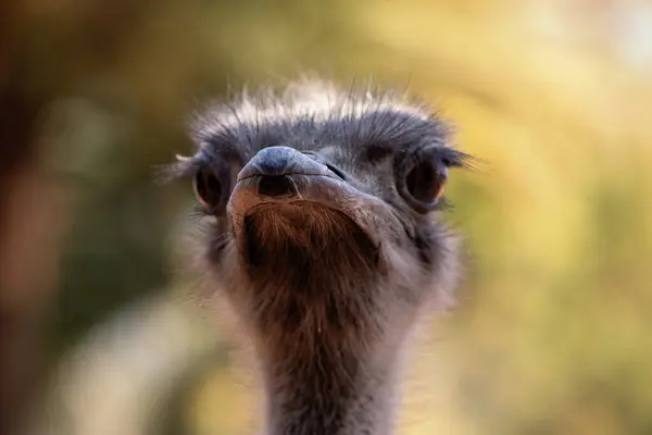 Cabeza De Avestruz Sonriente